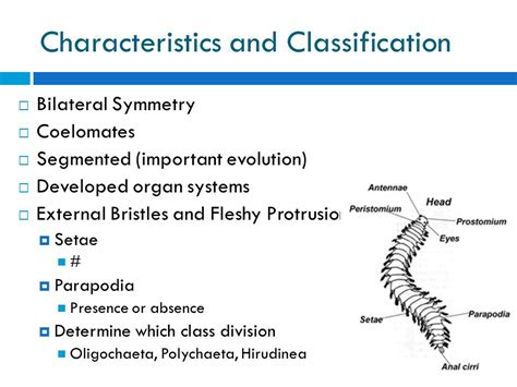 Class Oligochaeta
