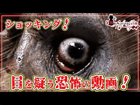 【検索してはいけない言葉】衝撃映像！ 悪魔の検索実況耐久バージョン【作業用 6】 悪魔めさ【検索してはいけない言葉】｜youtubeランキング
