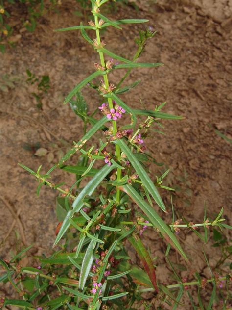 Ammannia Latifolia