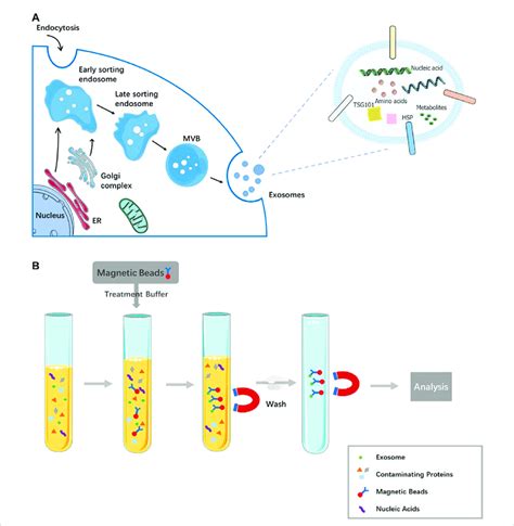 Biogenesis And Its Contents Of Exosome And Magnetic Bead Affinity