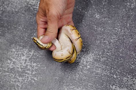 Bongo Shatter Spider 100 Het Candy Reality Ball Python