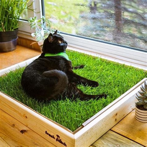 Fresh Patch Real Grass Combo Packs Doggie Grass Wooden Sleeve