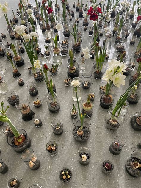 Program Interrupted Mollygambardella