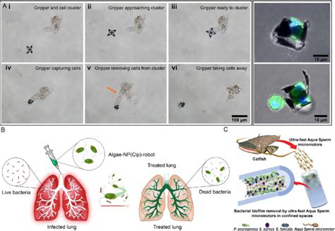 Surgical Applications Including Biopsy And Biofilm Eradication Of Soft