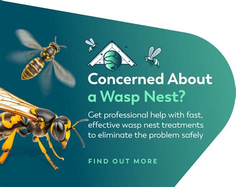 Types Of Wasps In The Uk Vergo Pest Management