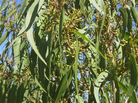 Small Native Trees In High Demand Project ODS