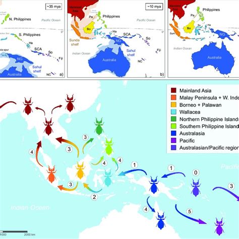 Pdf A Tree Of Leaves Phylogeny And Historical Biogeography Of The