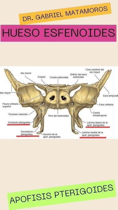 Apófisis Pterigoides Del Hueso Esfenoides Medicine Youtube