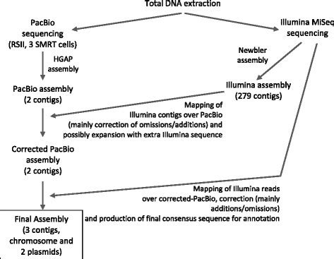 Sequencing And Assembly Pipeline The Sequencing And Assembly Pipeline Download Scientific