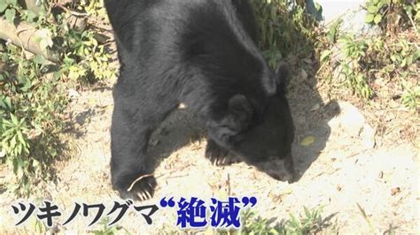 【九州のクマ、絶滅は本当？】福岡の隣県・山口でも出没相次ぐ クマは海を渡るのか…「九州上陸」の恐れに迫る｜fnnプライムオンライン