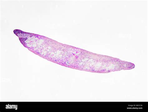 Flatworm Cross Section