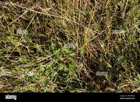 Grass Growing In The Field Plants Grow In The Field In A Free Form