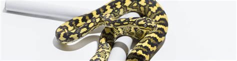 Coastal Carpet Python Carpet Python Facts And Information United