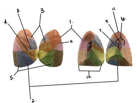 Lung Model Flashcards Quizlet
