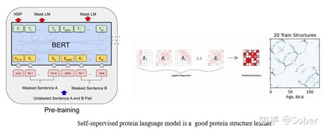 蛋白单序列结构预测模型哪家强？ 知乎