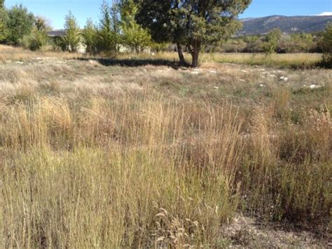 Oahe Intermediate Wheatgrass Thinopyrum Intermedium