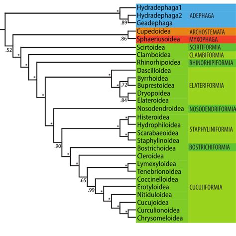 Proposed Classification Of Coleoptera Showing The Relationships Of The