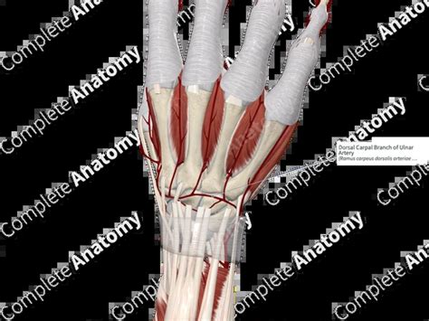 Dorsal Wrist Anatomy Carpal Injuries And Hand Arthritis Plastic
