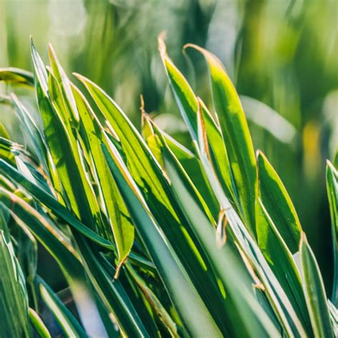 Zoysia Vs Bermuda Grass 2 Warm Season Turf Which Variety Reigns