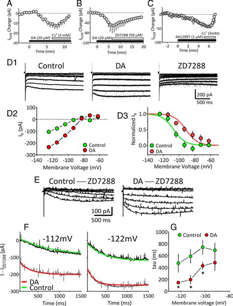 Da Enhancement Of Hyperpolarization Activated Cation Current In Mlhb Download Scientific