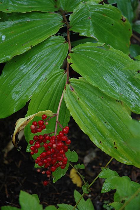 False Solomon Seal Plant