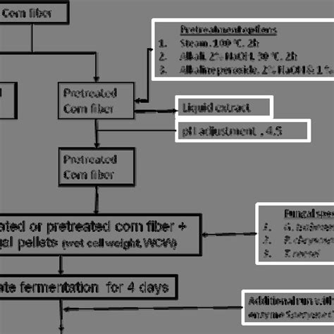 Schematic Of Overall Experiment On Solid Substrate Fermentation Of Corn Download Scientific