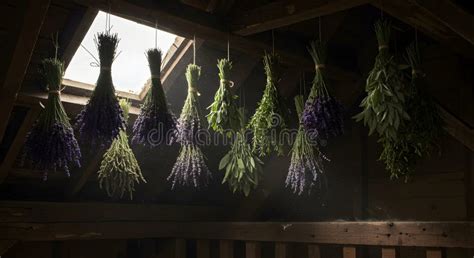Hanging Dried Lavender And Herbs In Rustic Farmhouse Style For