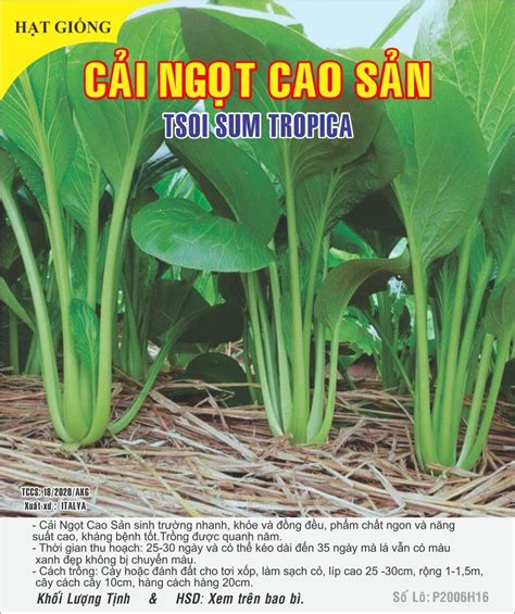 CẢi NgỌt Cao SẢn Tsoi Sum Tropica King Agro