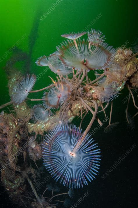 Cluster Of Peacock Worms Stock Image C0567604 Science Photo Library