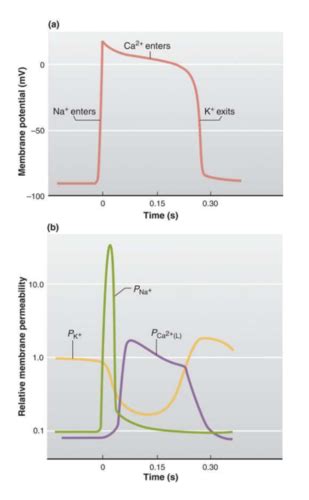 6 Contractility Flashcards Quizlet