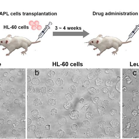 Apl Orthotopic Modeling In Nod Scid Mice A And Flow Cytometry Download Scientific Diagram