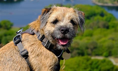Border Terrier Mix Breed