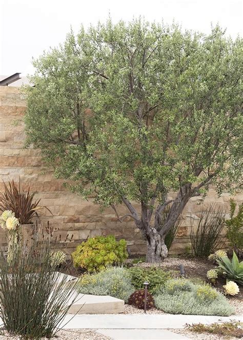 Best Problem Solving Small Trees For Small Spaces Zones 7 11 Artofit