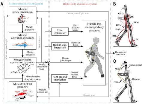 Overview Of The Forward Dynamics Simulation Framework For Coupled