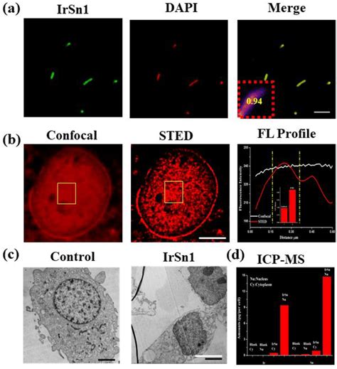 A Co Localization Experiments Using Dapi Incubated On Staphylococcus