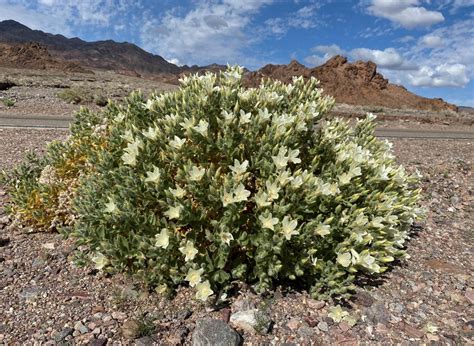 Eucnide Urens Calflora