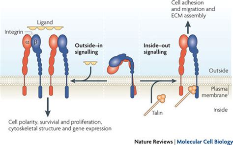 Cell Junctions Extracellular Matrix Flashcards Quizlet