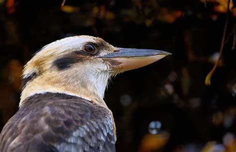 Riendo Kookaburra Foto Gratis En Pixabay Pixabay