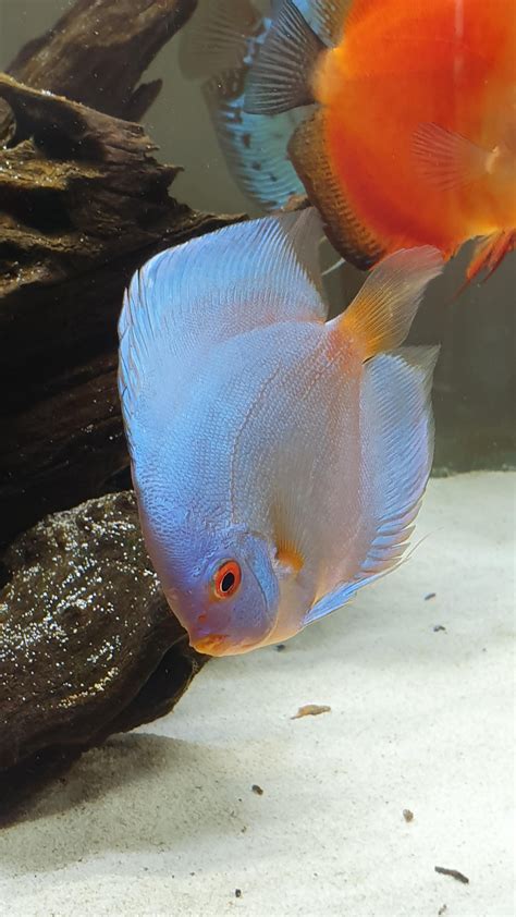 Close Ups Of My 10 Juvenile Stendker Discus Rdiscus