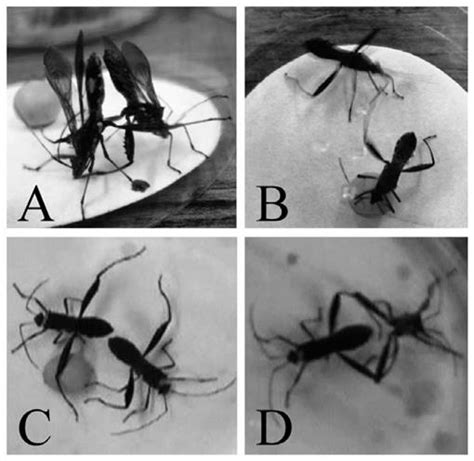 Male Aggressive Behavior And Exaggerated Hindlegs Of The Bean Bug