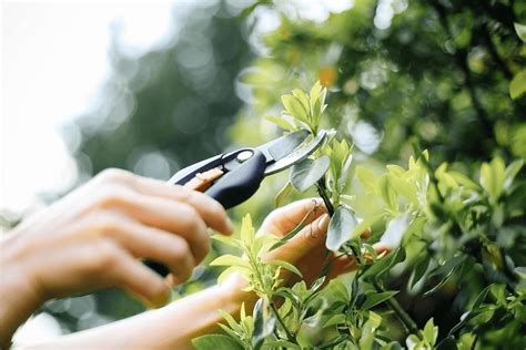 How To Prune Ligustrum Complete Guide Eureka Farms