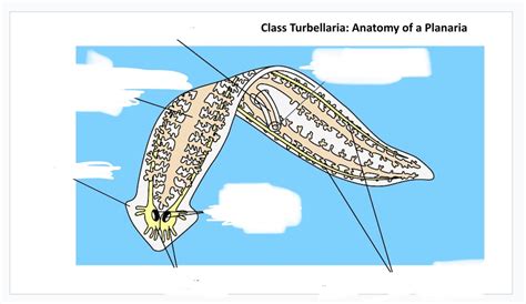 Platyhelminthes Diagram Quizlet