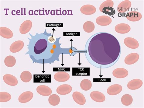 T Cell Activation Mind The Graph Blog