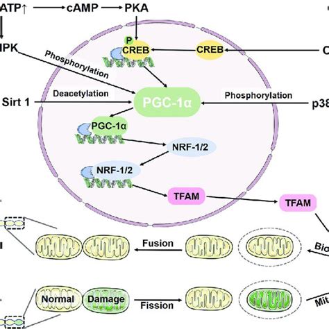 Mitochondrial Biogenesis And Mitophagy Jointly Maintain Mitochondrial Download Scientific