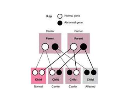 heredity inheritance and variation