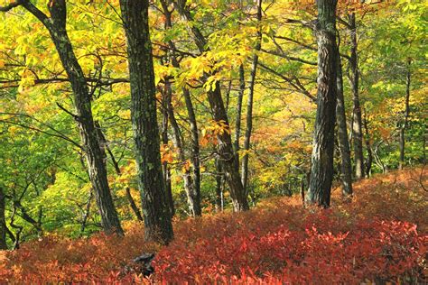 무료 이미지 황야 분기 하이킹 꼬리 목초지 햇빛 꽃 경사 가을 시즌 크리에이티브 커먼즈 시원한 이미지 월급 마운트 위스키 짓궂은 사람 코코넛