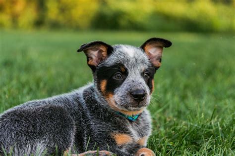 Red And Blue Heeler Mix Puppies