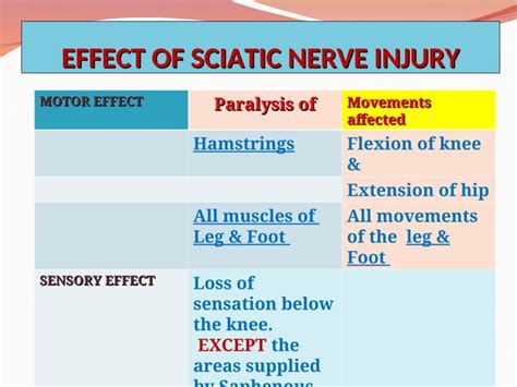 08anatomy Of The Sciatic Nerve And It Formation Ppt