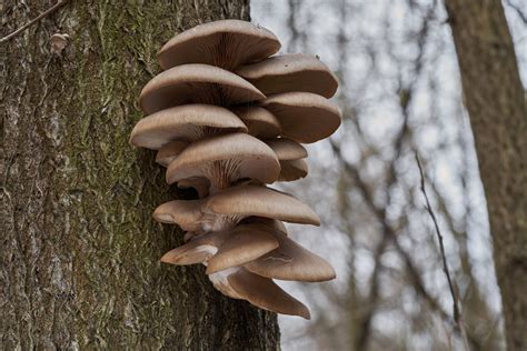 6 Types Of Edible Mushrooms Outdoor Life