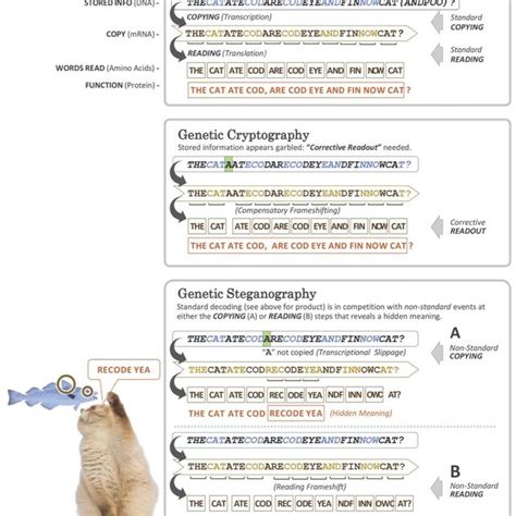 Frameshifting And Phage Tail Assembly Phage Lambda And Many Other Download Scientific Diagram